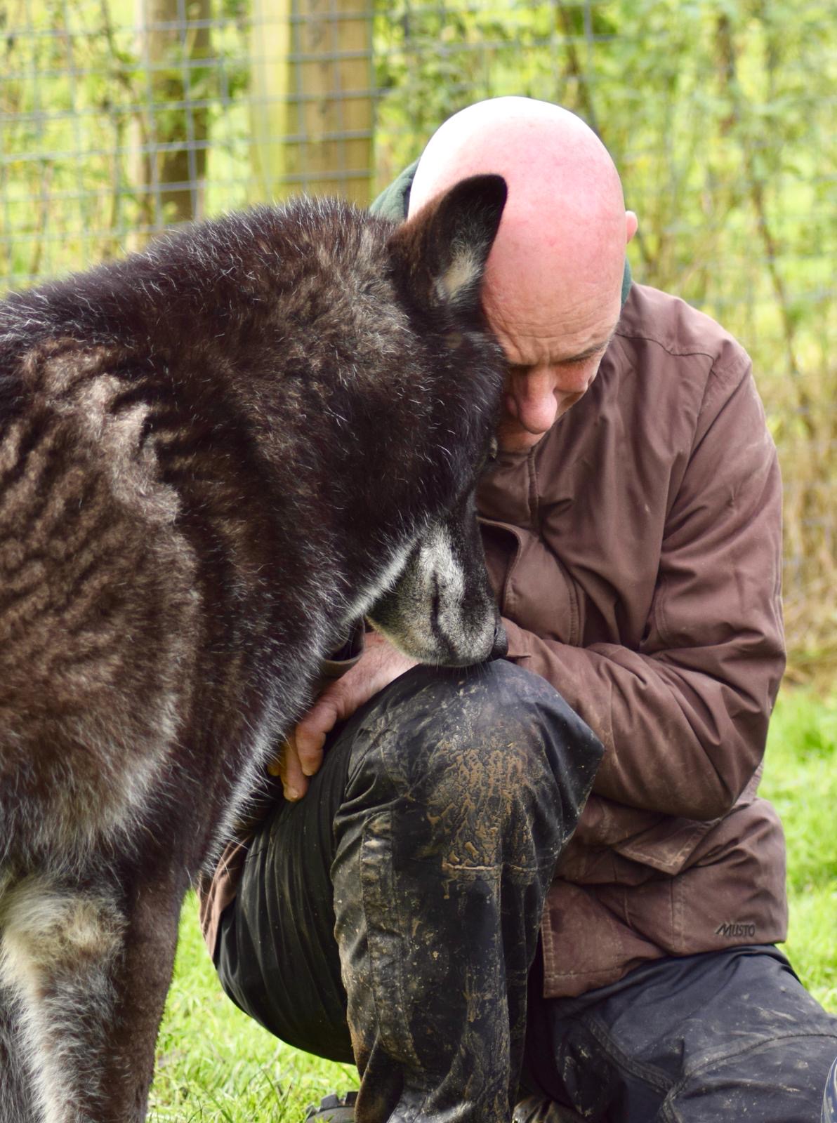 Wolf and Dog Development - K9 Mentor
