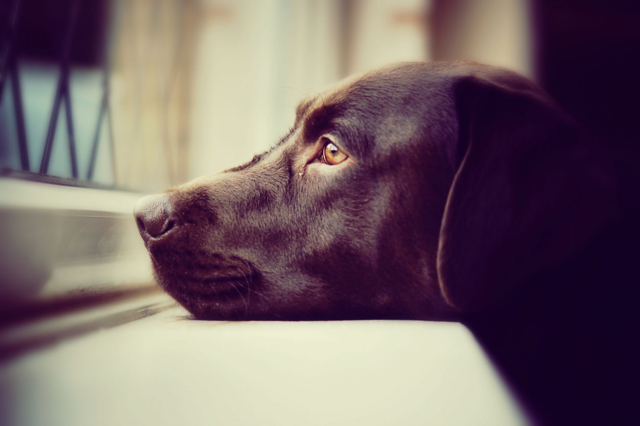 How to tell your dog they matter! - K9 Mentor